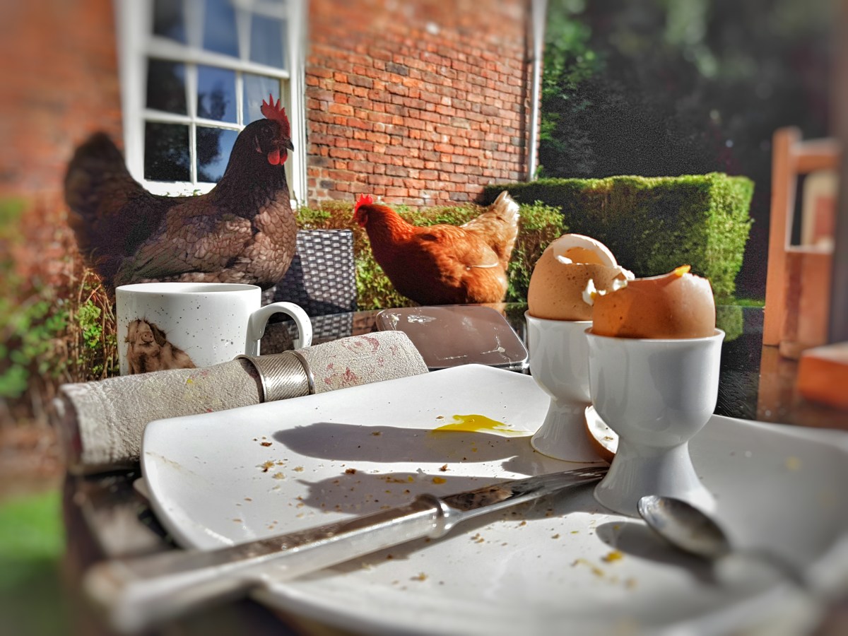 In the beginning there were….hens – Secret Passage Supper Club